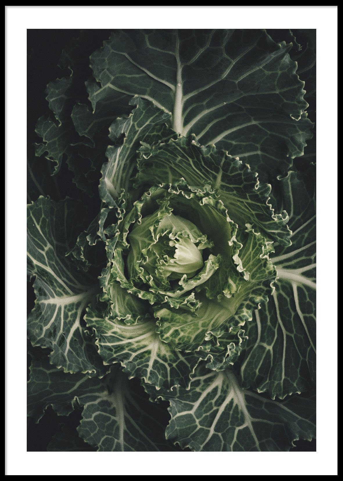 LETTUCE - Poster 50x70 cm - 199 kr - Posters - Trendrum.se